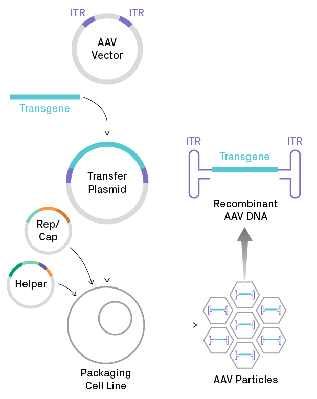 Optimizing AAV Plasmid Preparation and ITR Sequencing